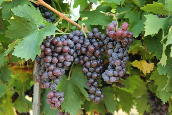 Busuioaca de Bohotin, Soiuri de struguri , soi de struguri Busuioaca de ...