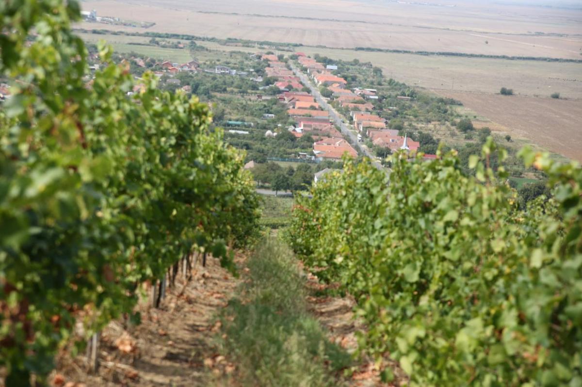 Drumul vinului in Podgoria Minis-Maderat , De ce Romania?, Drumul ...