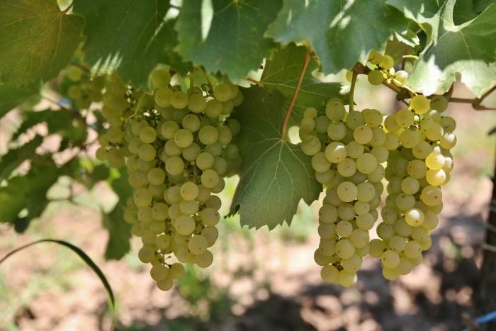 Feteasca Alba - The elegant native white, Grape varieties