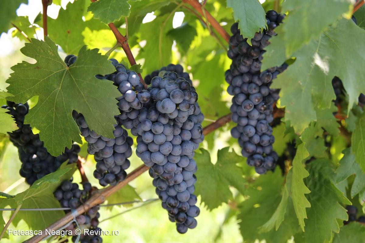 Feteasca Neagra - Gustul autentic al Romaniei vinicole, Soiuri de ...