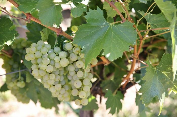 Feteasca Regala - Freshness with heritage, Grape varieties