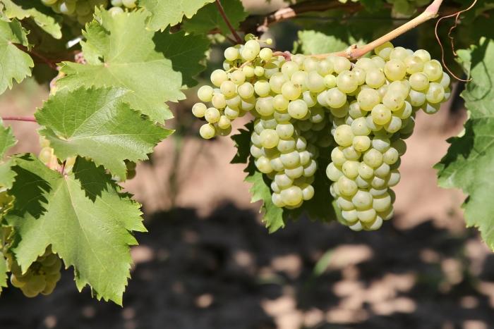 Galbena de Odobești – Aroma tradiției vrancene, Soiuri de struguri