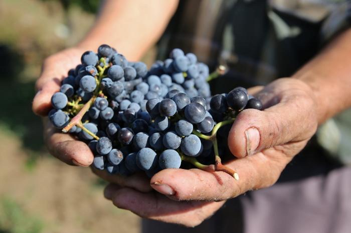 Istoria vinului, Informatii utile vin