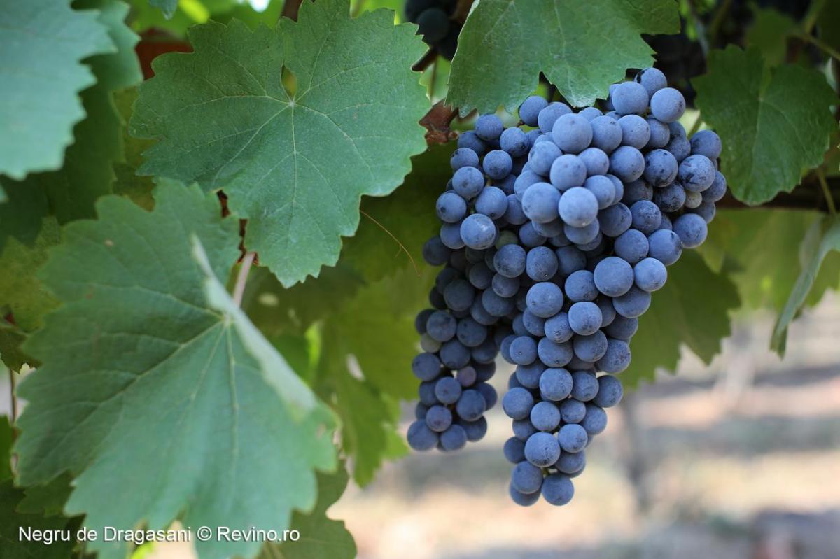 Negru de Dragașani - Forța, fruct și finețe, Soiuri de struguri , soi ...