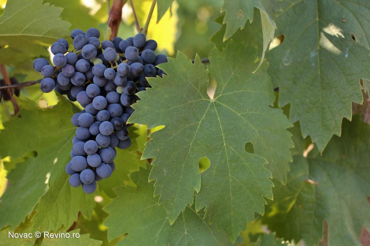 Novac - Eleganța și gust distinct, Soiuri de struguri , soi de struguri ...