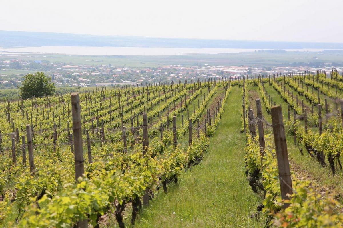 Drumul vinului in Podgoria Dragașani și soiurile autohtone ale acesteia ...