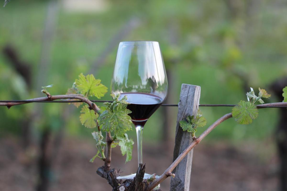 Understanding the rise and benefits of biodynamic wines, Useful information