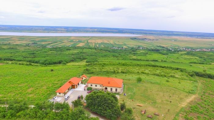 Wine Tours in Dragasani vineyard and its grape varieties, Why Romania?