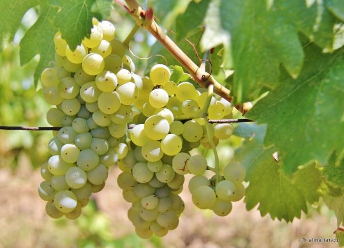 Zghihara de Husi - Prospețime și tradiție din Moldova viticola, Soiuri ...
