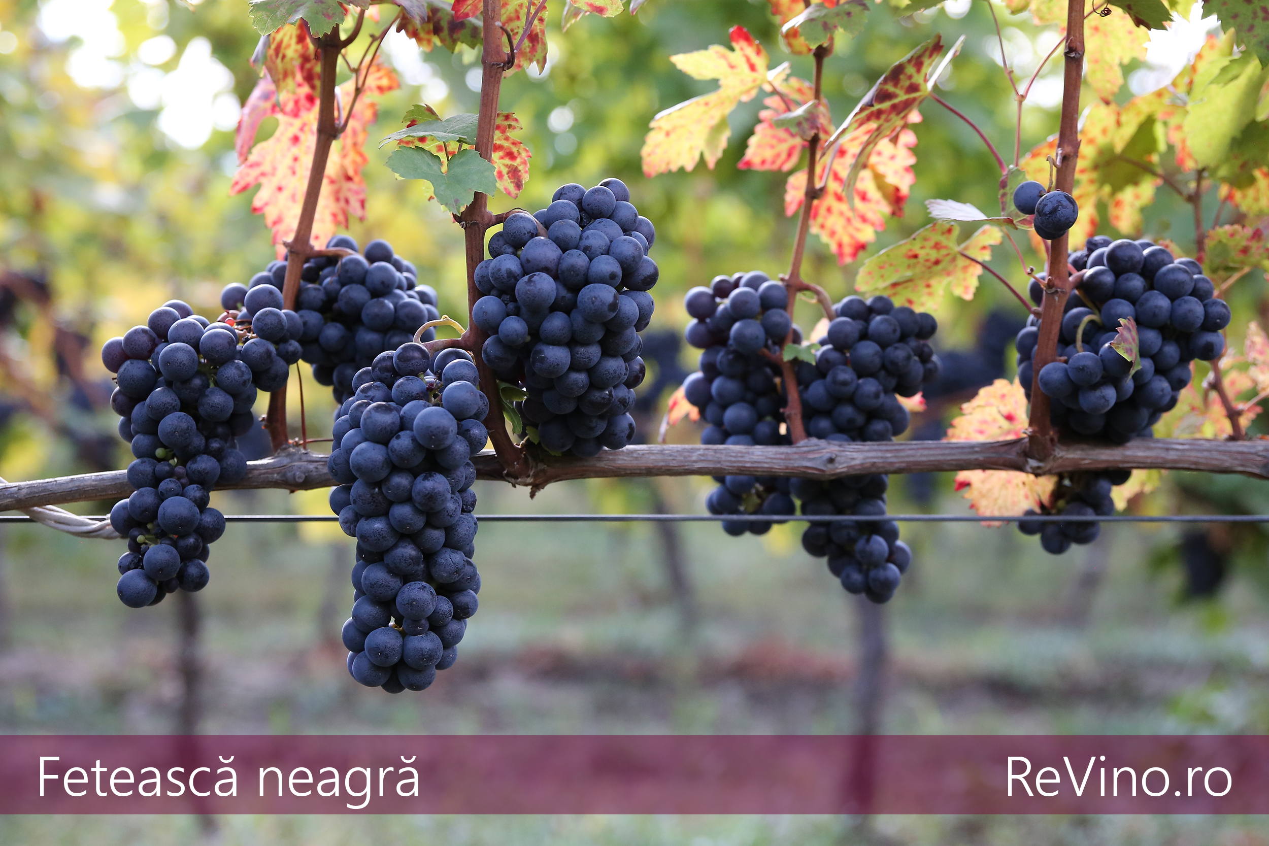 Feteasca neagra, Soiuri de struguri , soi de struguri Feteasca Neagra